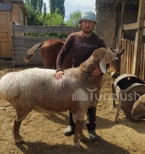 Cattle breeder from Jety-Oguz grows one of the most expensive sheep ...
