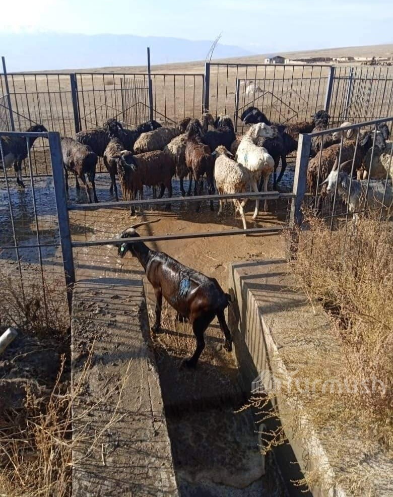 Sheep Bathing Started In Chaek To Prevent Parasitic Diseases Akipress News Agency 